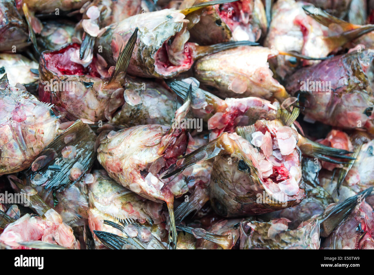 Garbage fish hi-res stock photography and images - Alamy