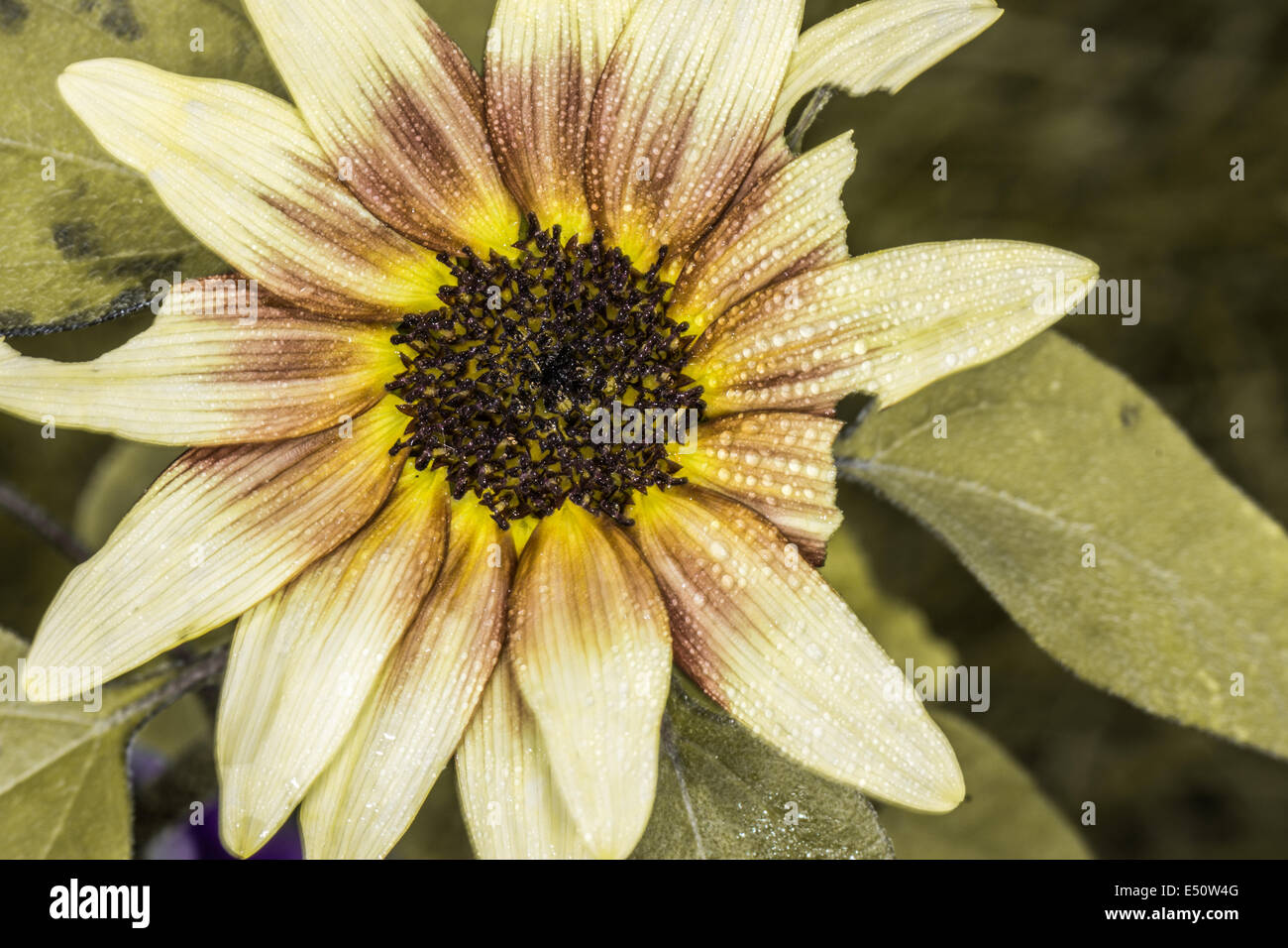 Daisy flower with broken petals Stock Photo - Alamy