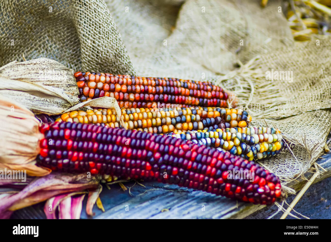 indian decorative corn on farm display Stock Photo - Alamy