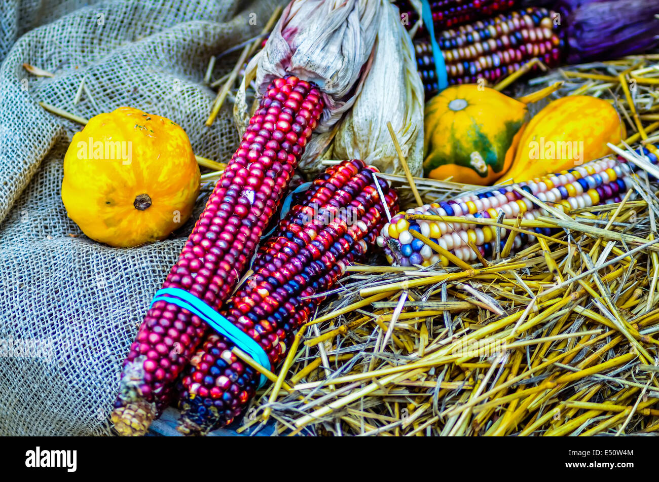 indian decorative corn on farm display Stock Photo - Alamy