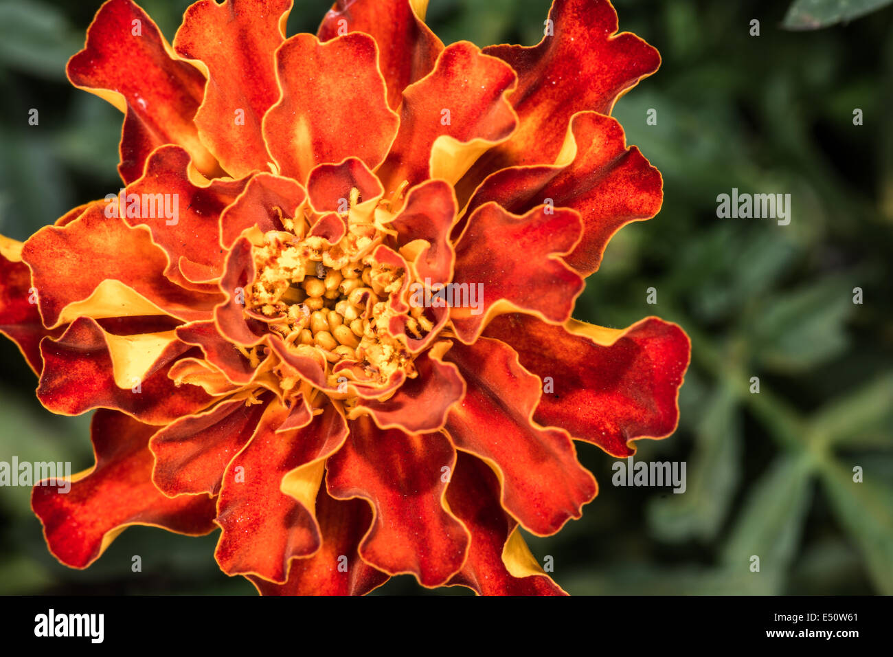 Sophisticated flowers hi-res stock photography and images - Alamy