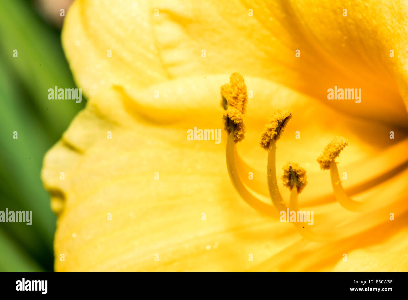 Petal edges detail hi-res stock photography and images - Alamy