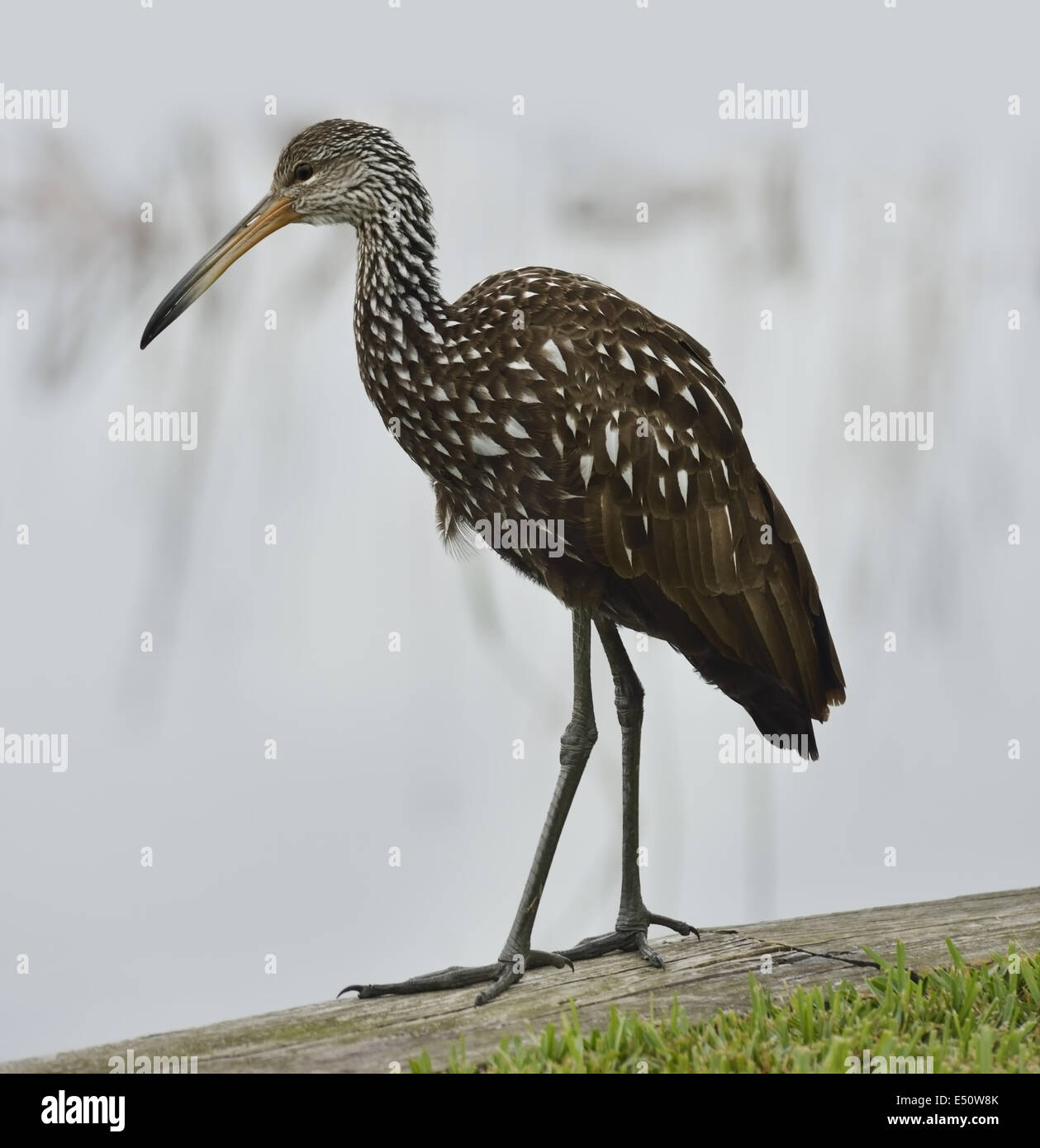 Crying bird hi-res stock photography and images - Alamy