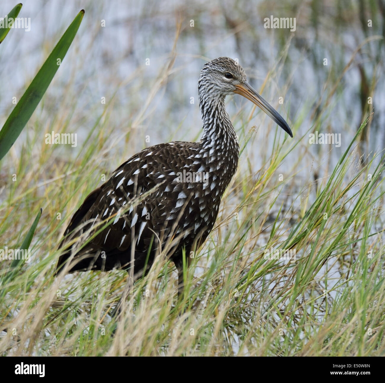 Crying Bird Stock Photos & Crying Bird Stock Images - Alamy