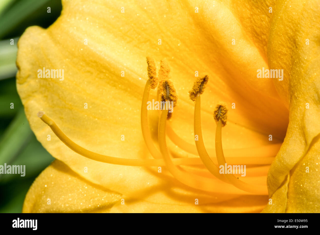 Close up shot of flowers with fine detail Stock Photo - Alamy