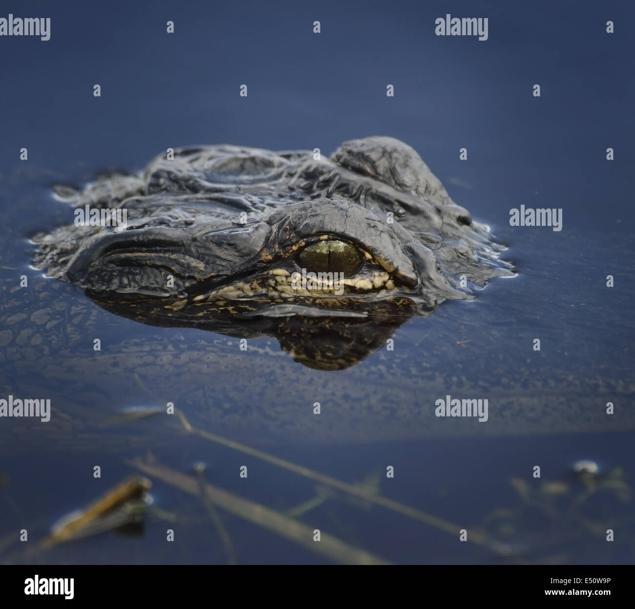 Alligator head hi-res stock photography and images - Alamy