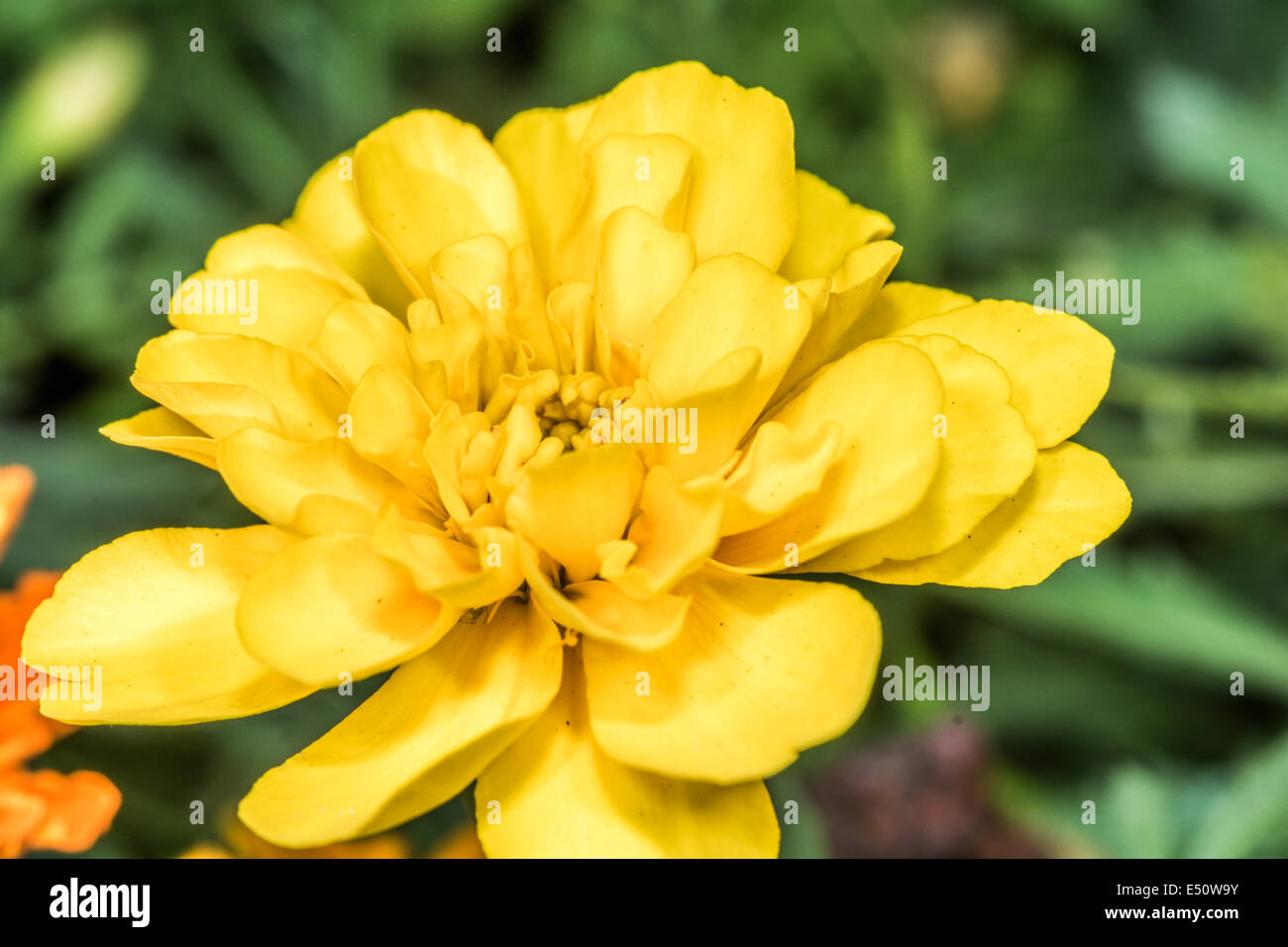 Details of flowers shapes and texture Stock Photo - Alamy