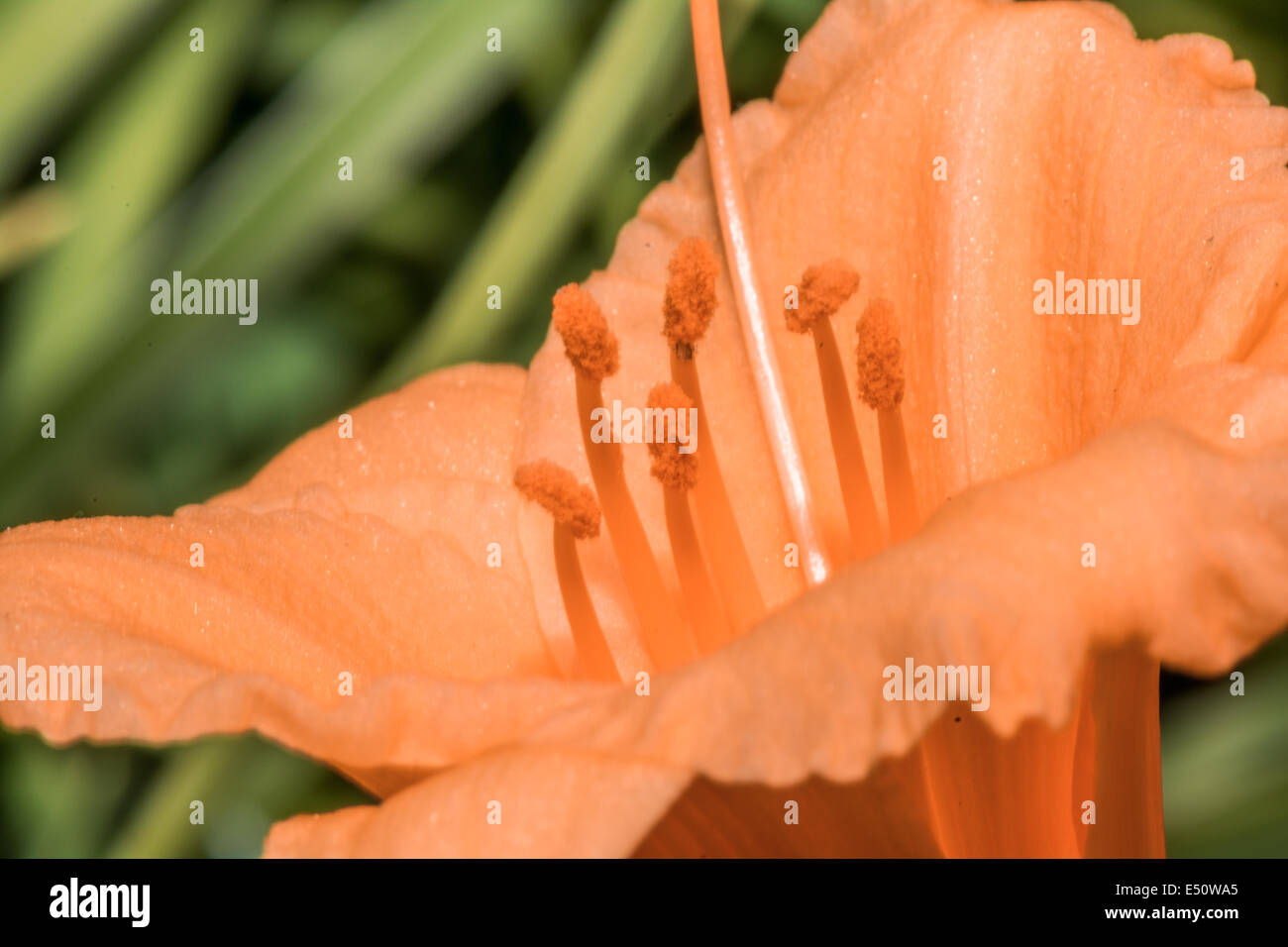 Petal edges detail hi-res stock photography and images - Alamy
