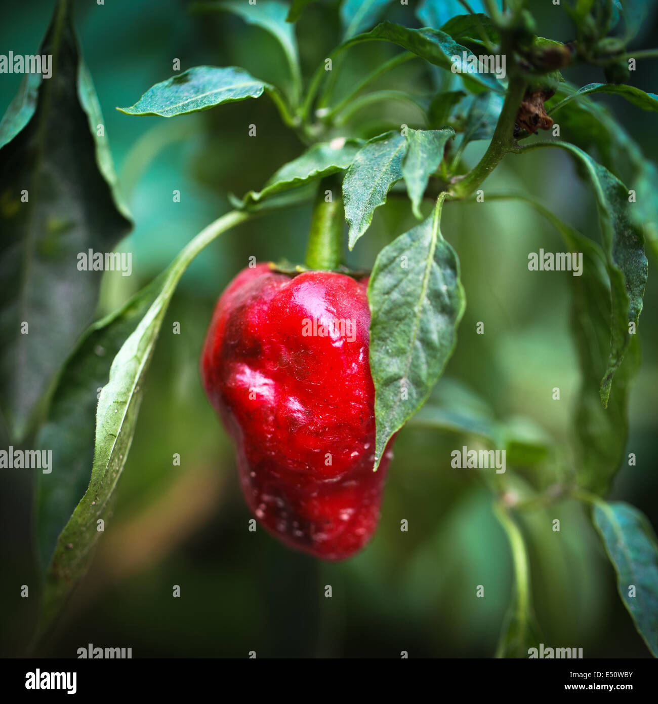 closeup of a red pepper Stock Photo - Alamy
