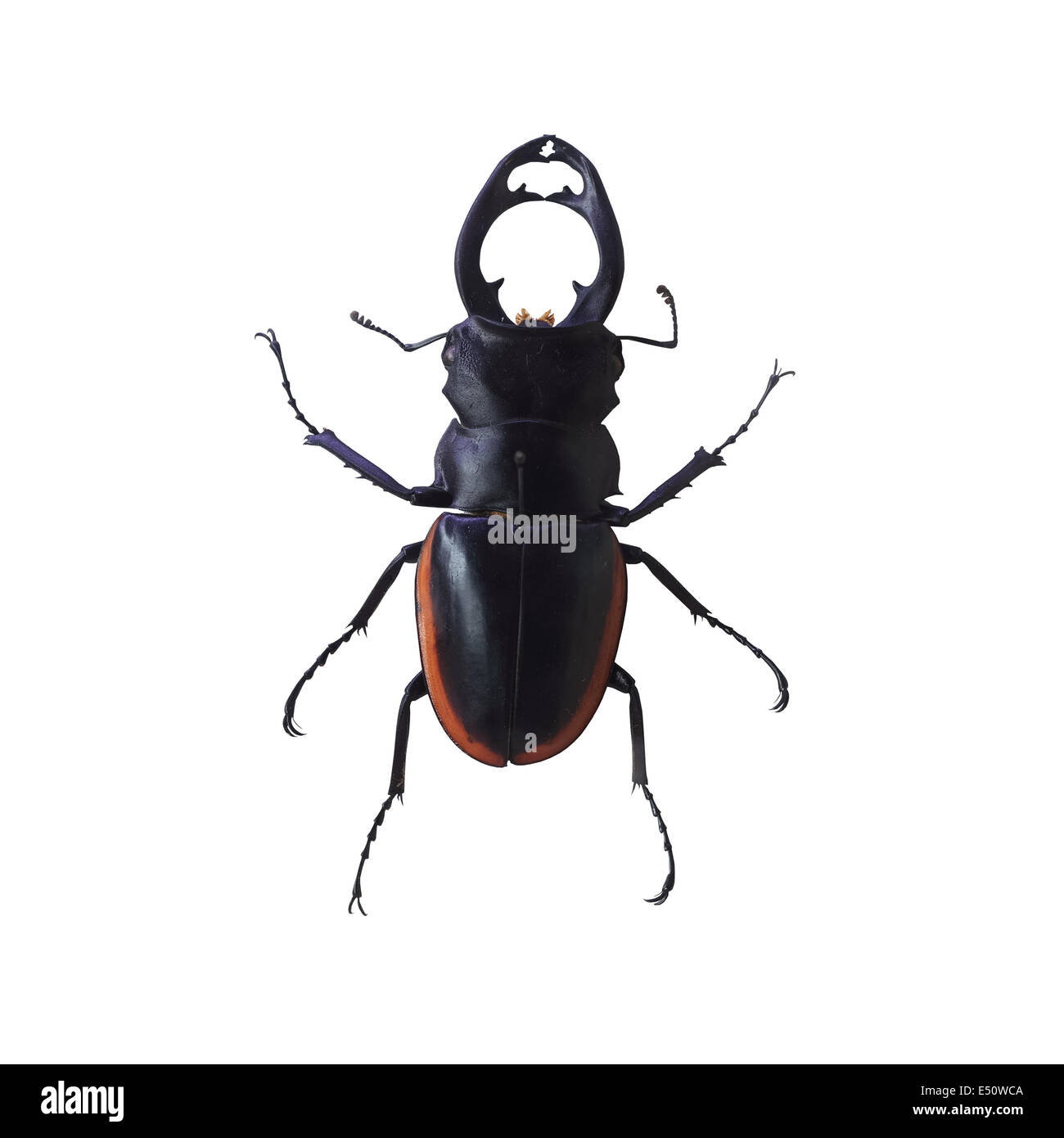 Black stag beetle Cut Out Stock Images & Pictures - Alamy