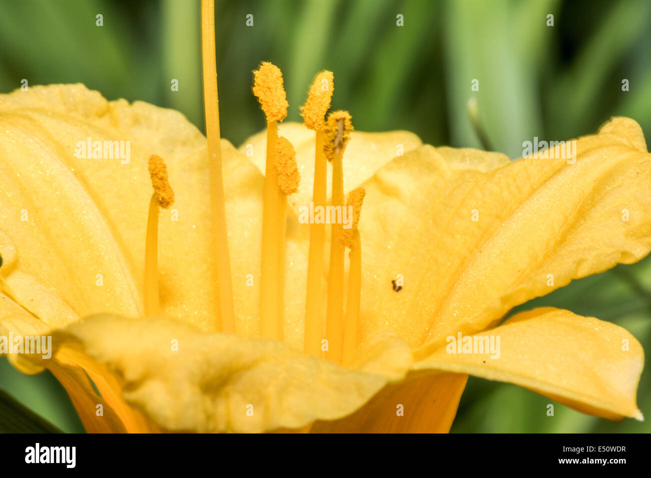 Petal edges detail hi-res stock photography and images - Alamy