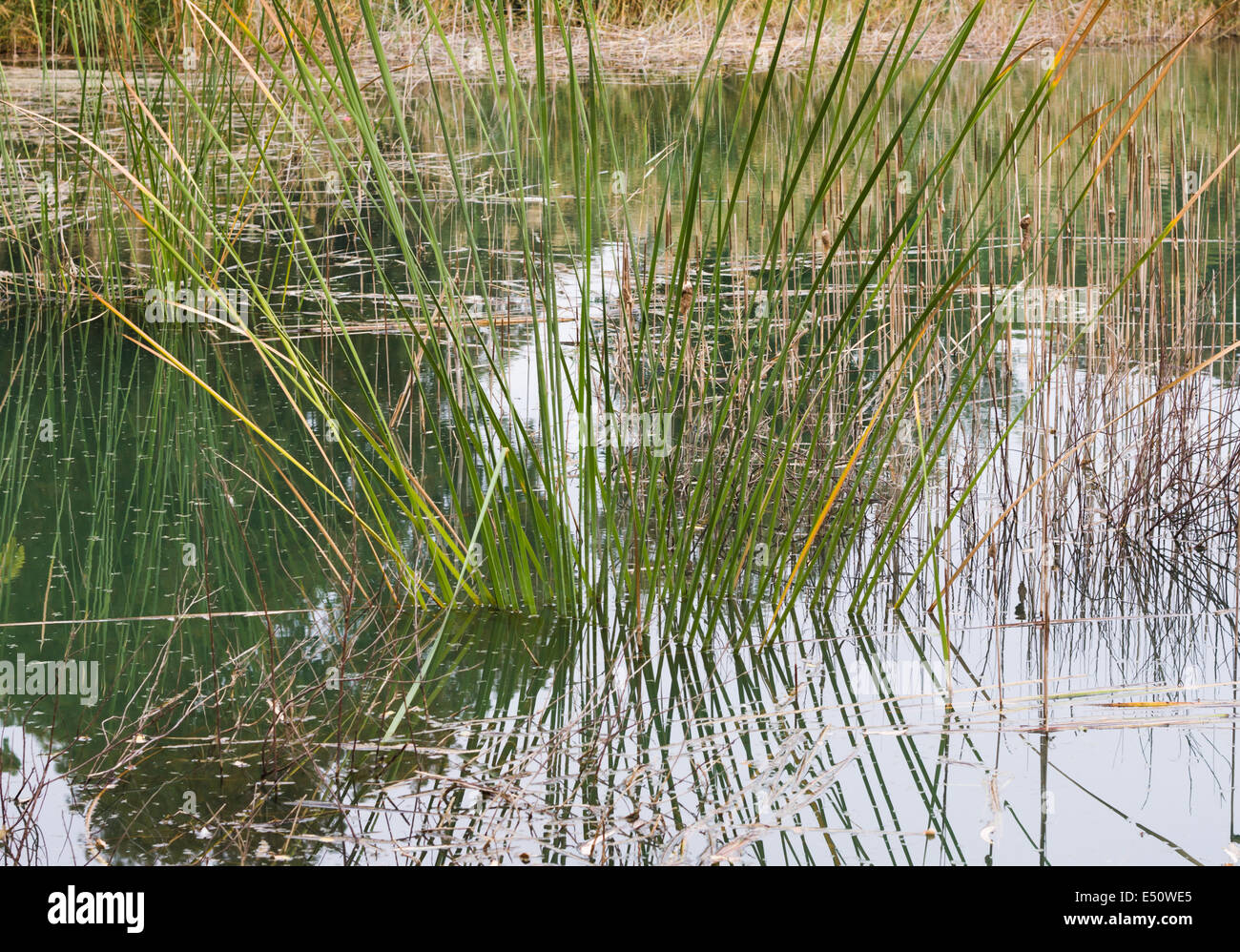 Reeds vector hi-res stock photography and images - Alamy