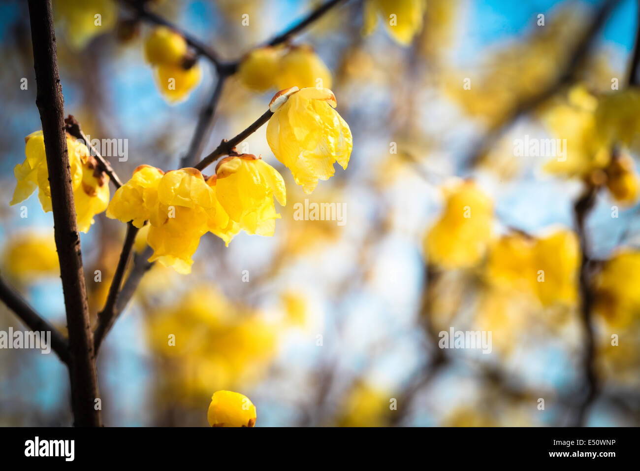 Wintersweet shrub hi-res stock photography and images - Alamy