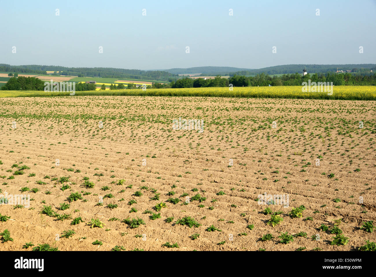 Field flowering potato plants in hi-res stock photography and images ...