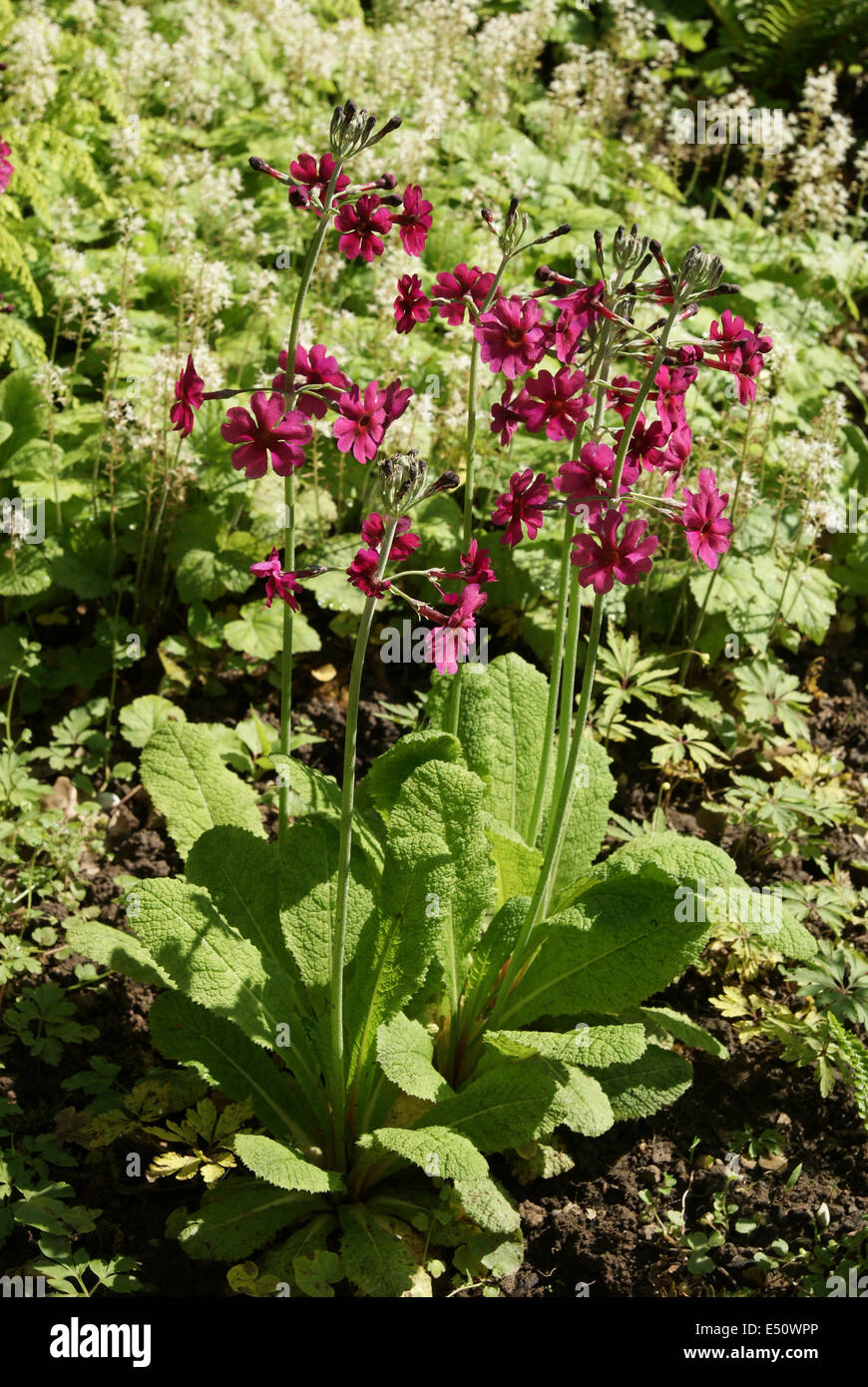 Japan primel hi-res stock photography and images - Alamy