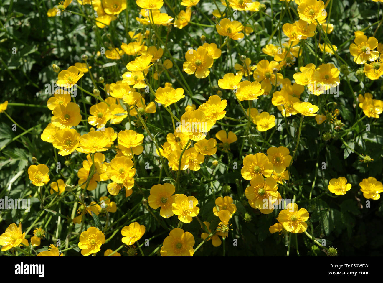 Wiesen butterblumen hi-res stock photography and images - Alamy