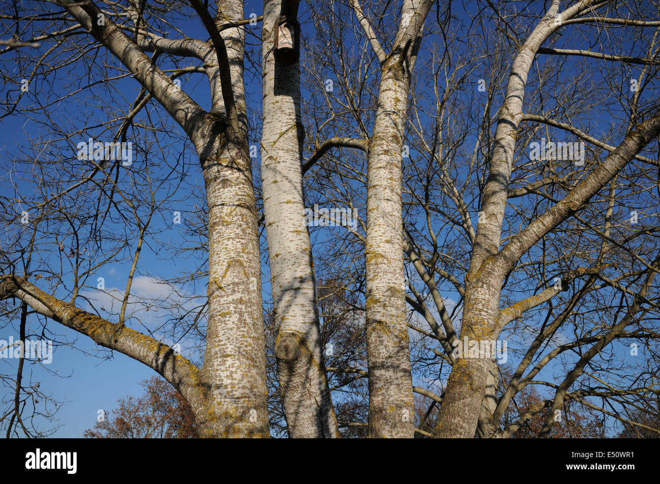 Poplar stems hi-res stock photography and images - Alamy