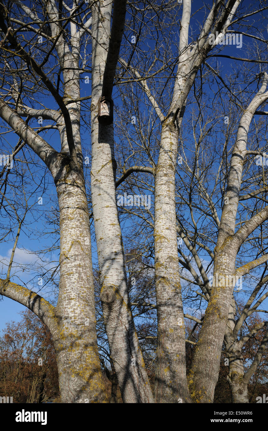 Poplar stems hi-res stock photography and images - Alamy