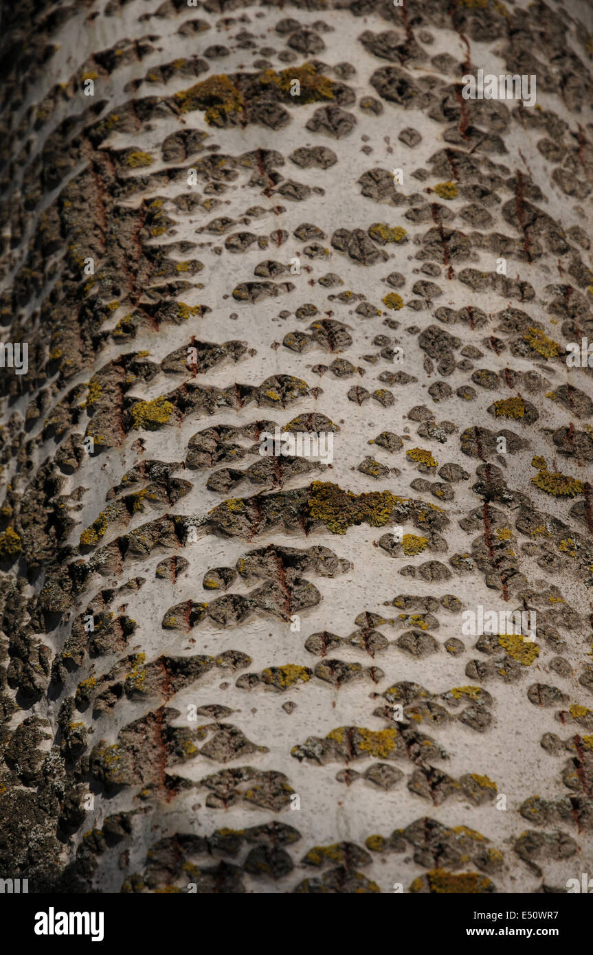 Poplar trunks hi-res stock photography and images - Alamy
