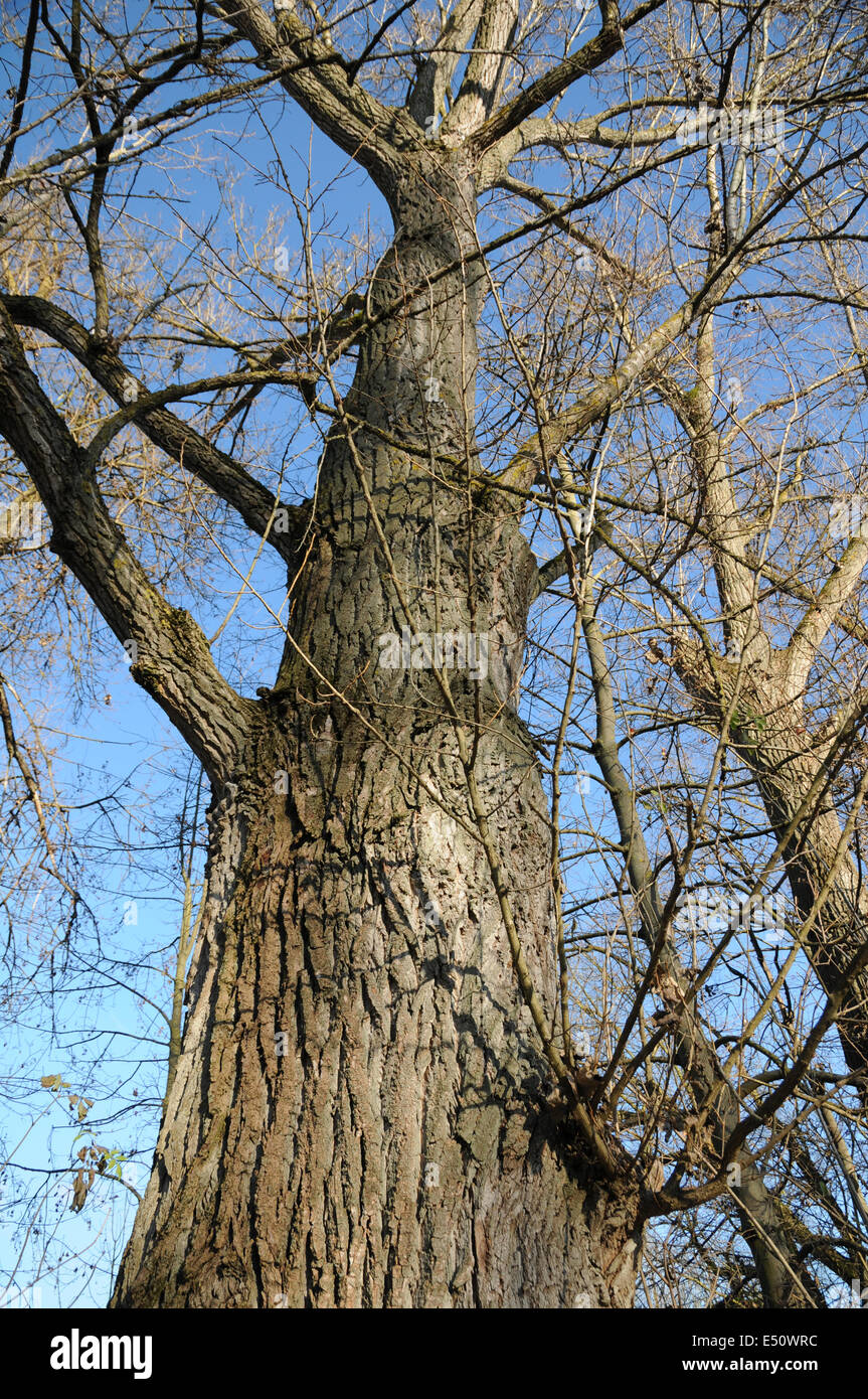 Poplar stems hi-res stock photography and images - Alamy