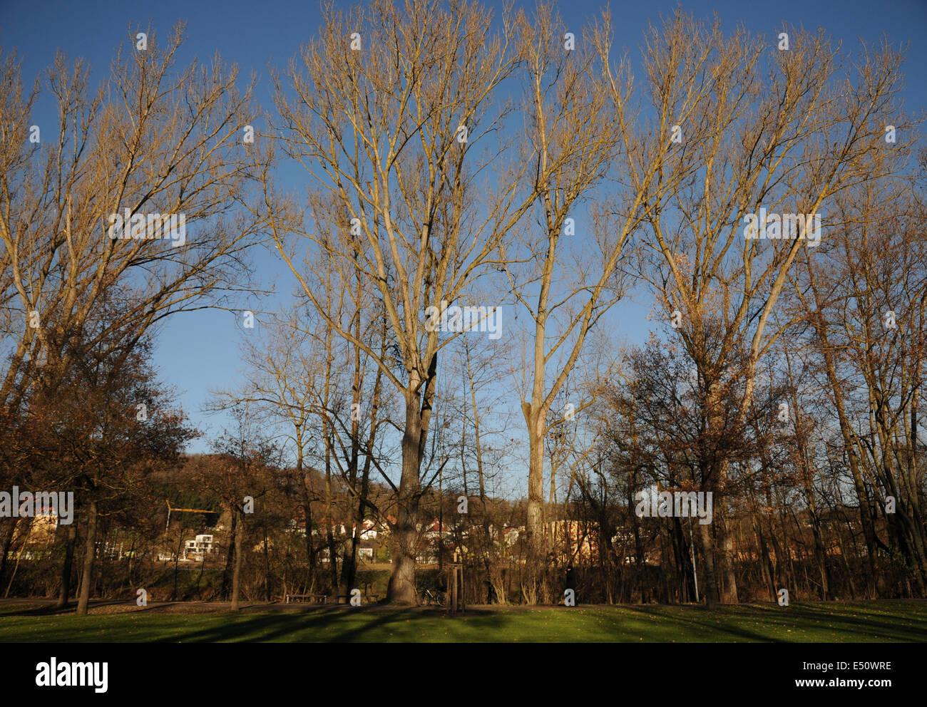 Poplar stems hi-res stock photography and images - Alamy
