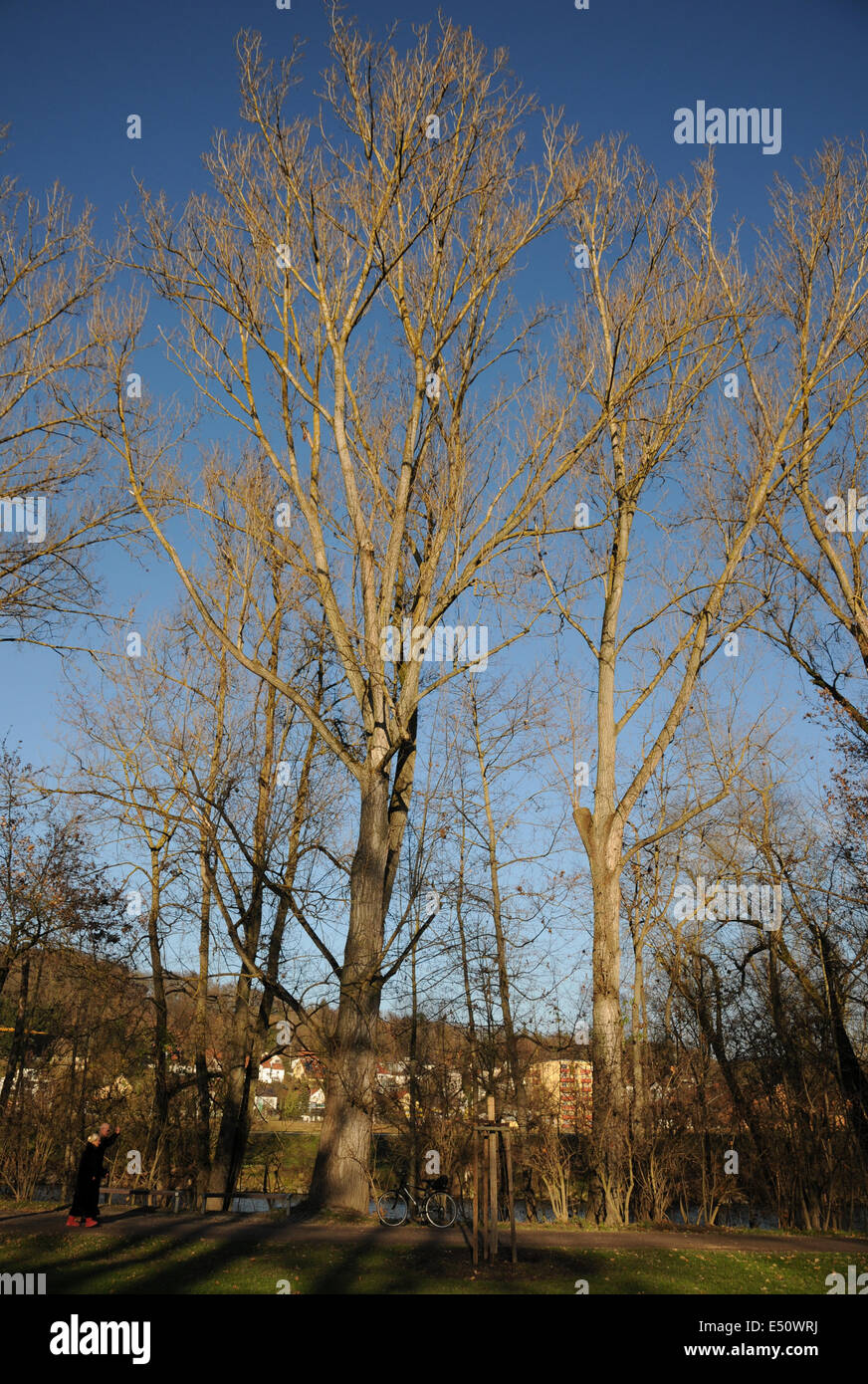 Poplar stems hi-res stock photography and images - Alamy