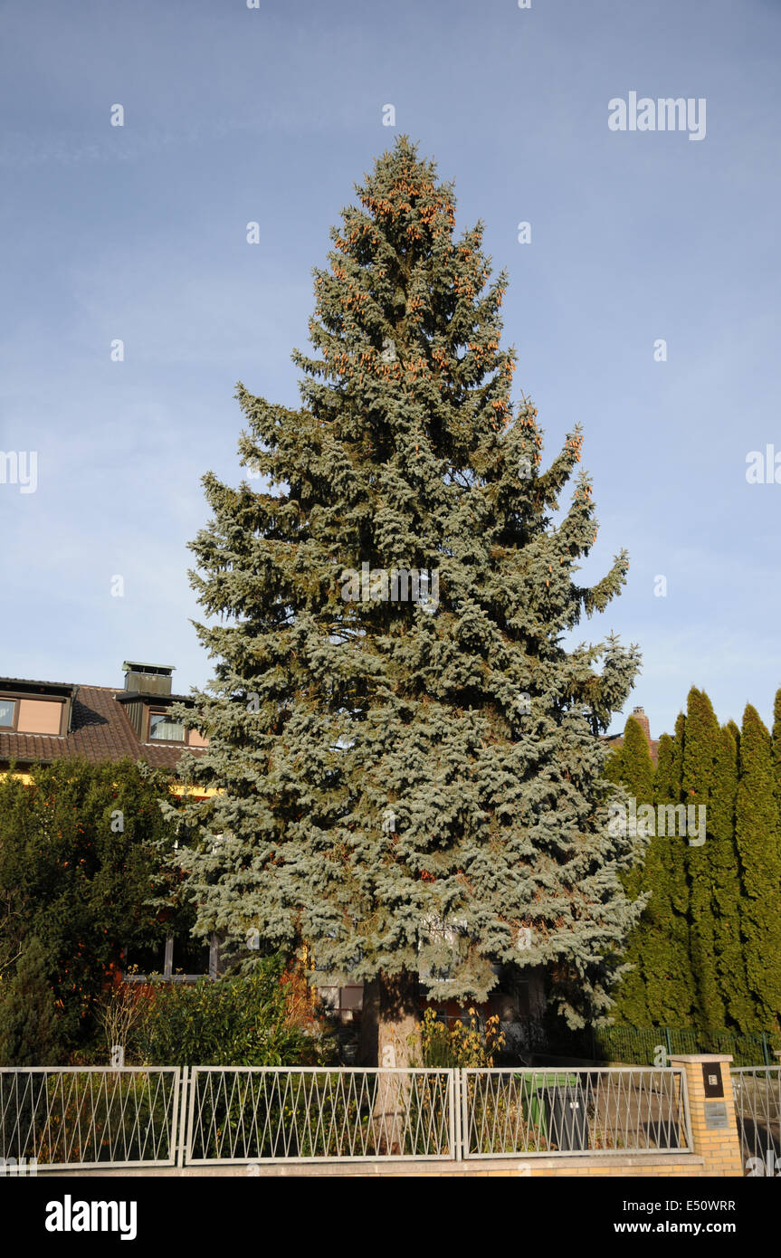 Blue spruce tree hi-res stock photography and images - Alamy