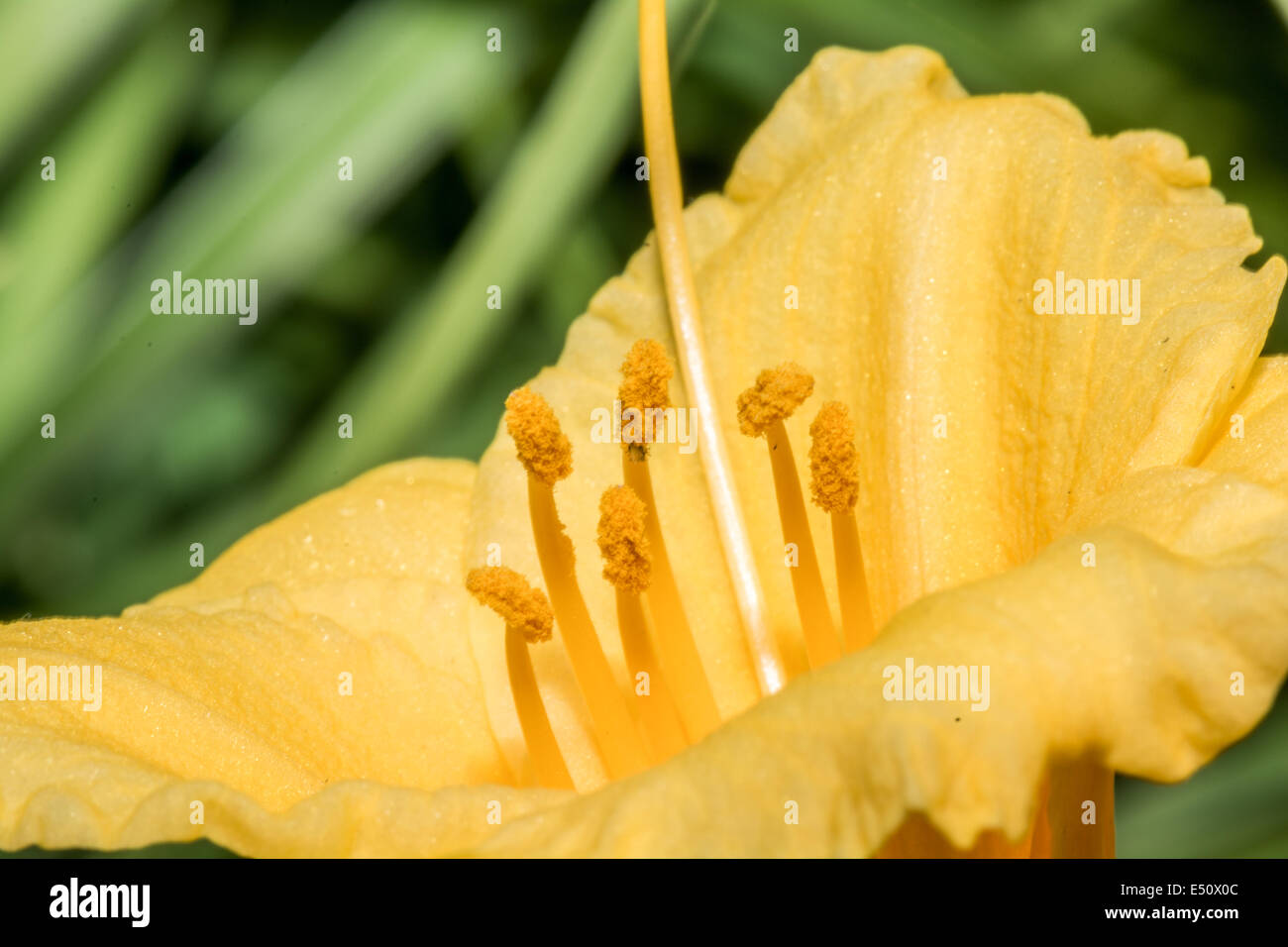 Close up shot of flowers with fine detail Stock Photo - Alamy