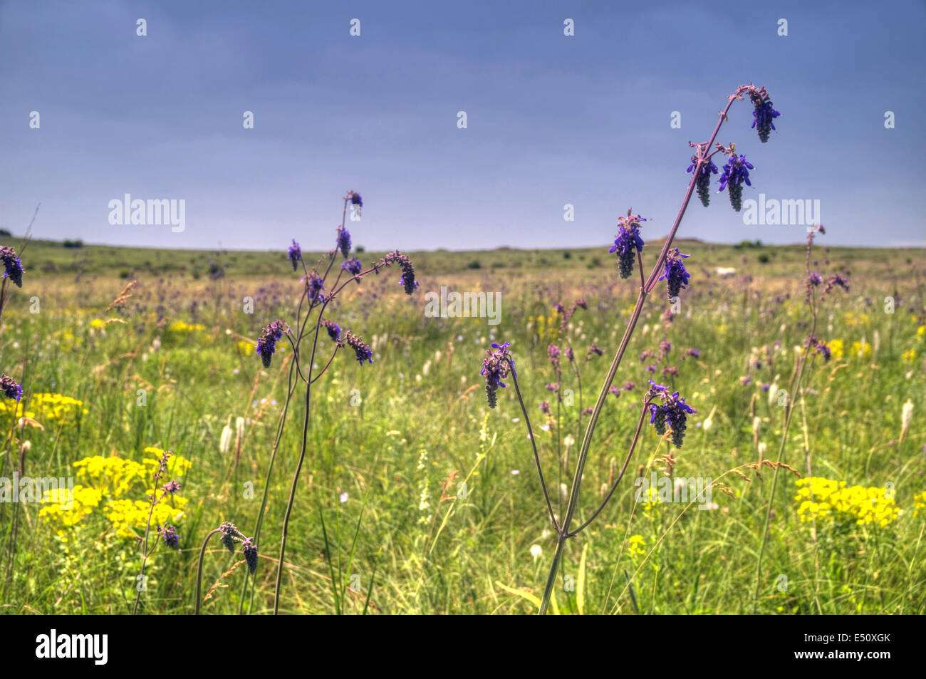 Steppe flower hi-res stock photography and images - Alamy