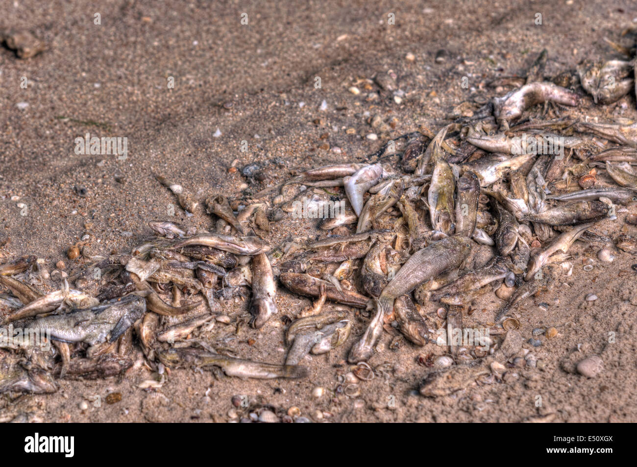 dead fish on the beach Stock Photo - Alamy