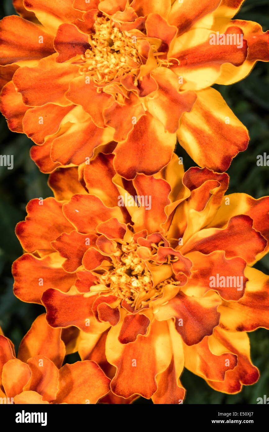 Details of flowers shapes and texture Stock Photo - Alamy