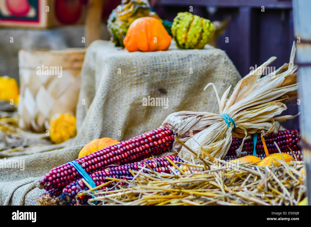 indian decorative corn on farm display Stock Photo - Alamy