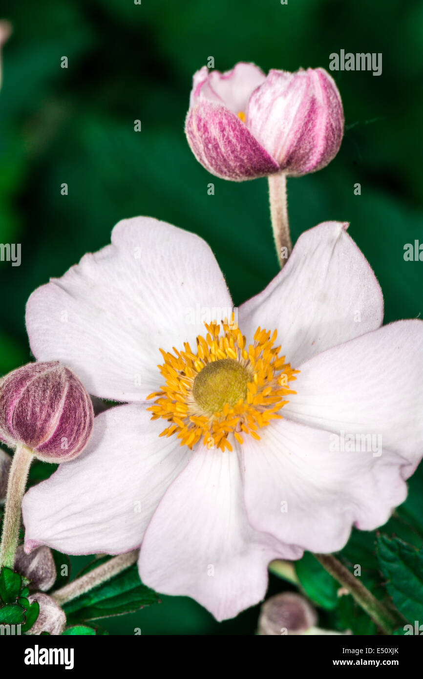Christmas Rose flower blossom Stock Photo - Alamy
