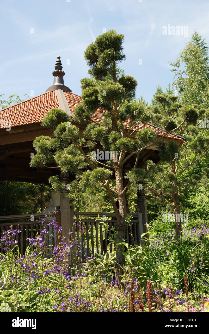 Himalaya pine hi-res stock photography and images - Alamy