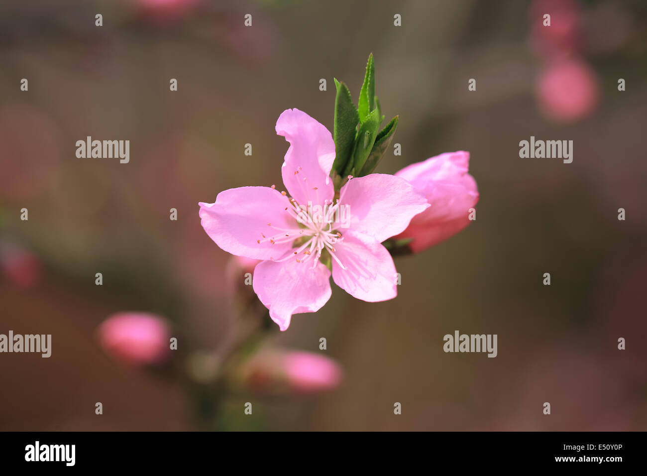 Peach blossom bud hi-res stock photography and images - Alamy