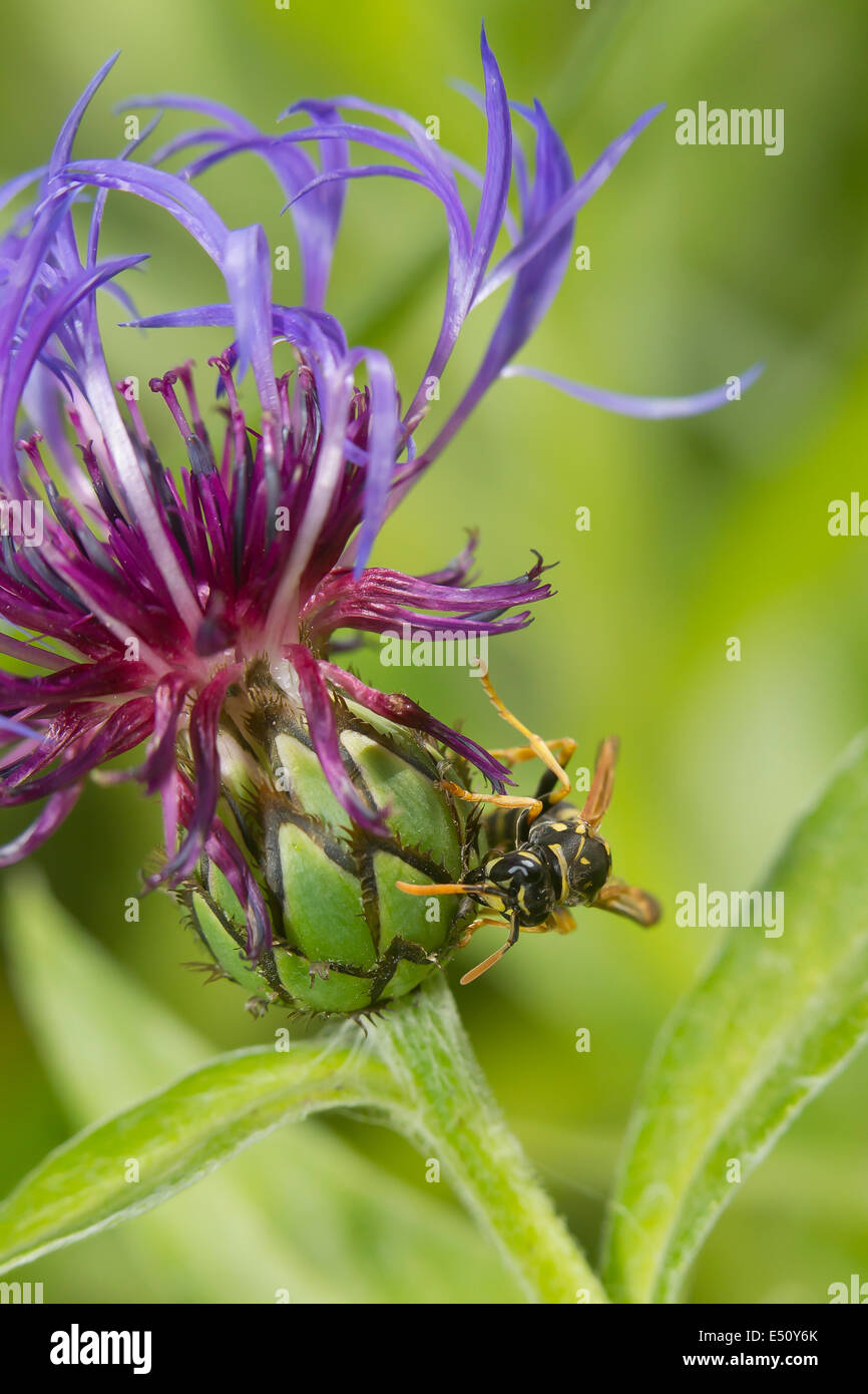 Bee on cone flower Stock Photo - Alamy