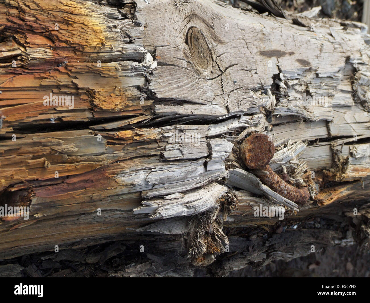 Dead tree shot close hi-res stock photography and images - Alamy