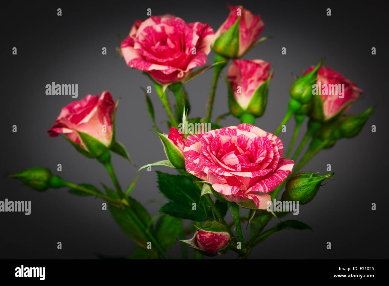 roses close up Stock Photo - Alamy