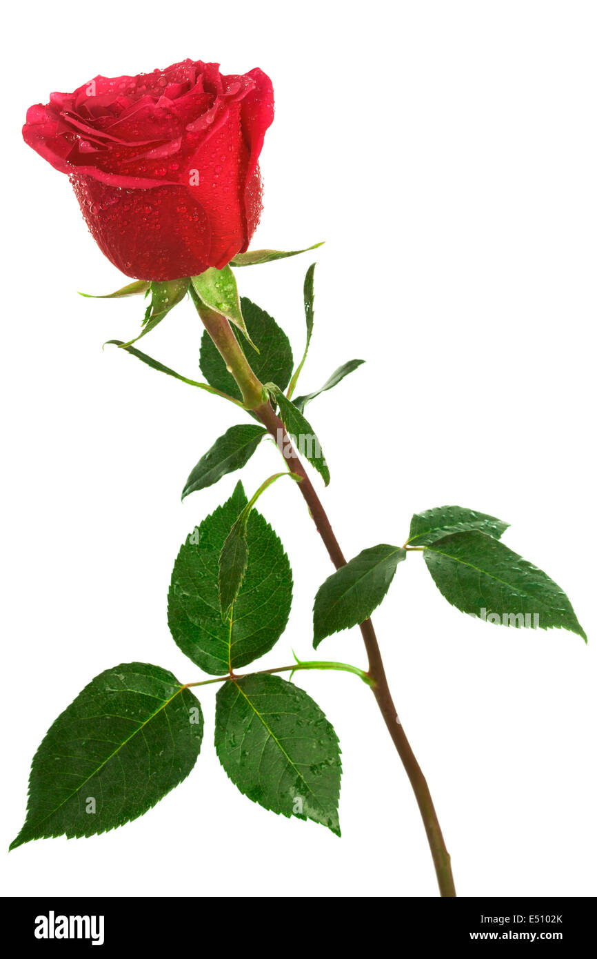 Scarlet drop Cut Out Stock Images & Pictures - Alamy