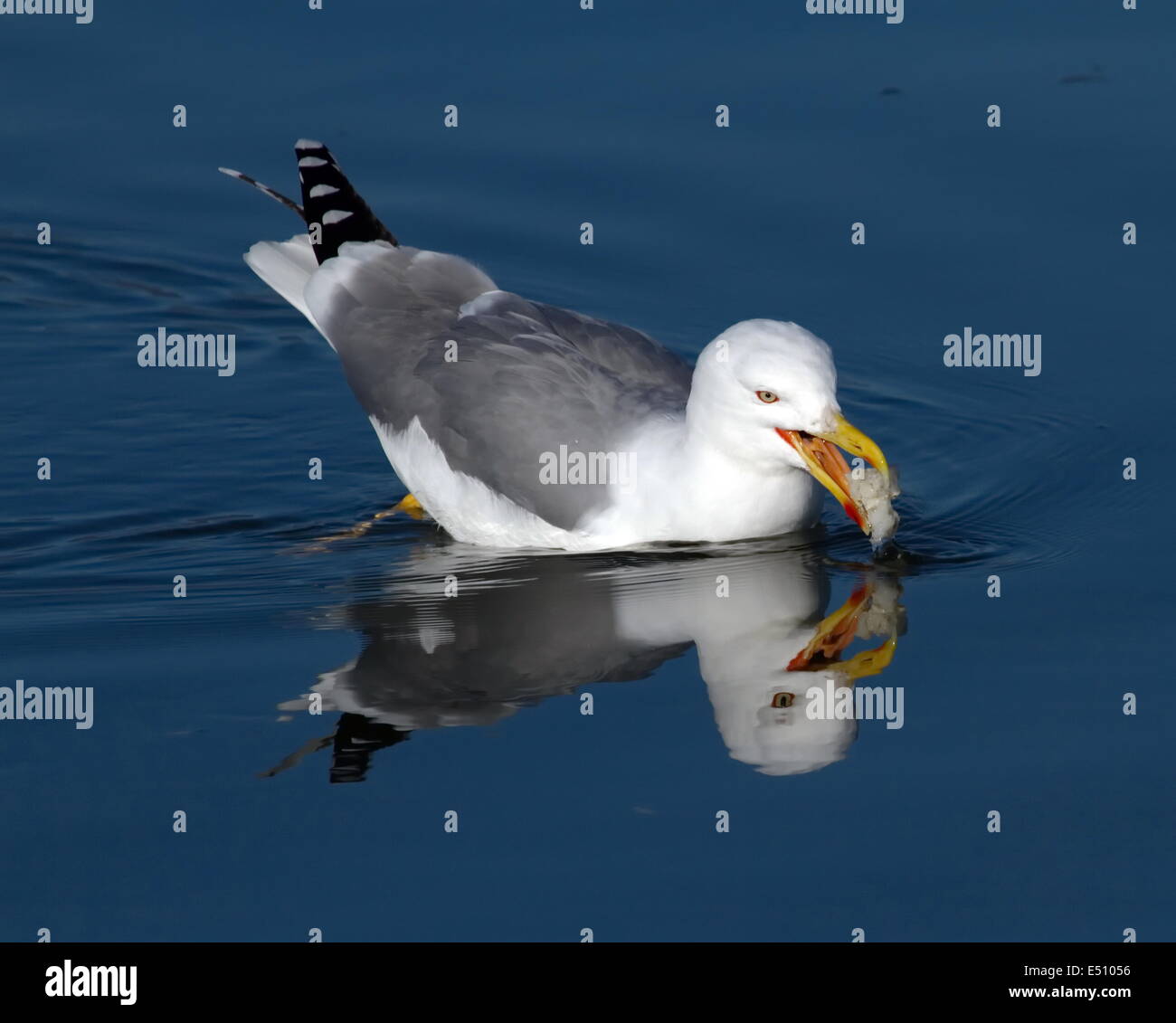 Gull eating on the lake Stock Photo - Alamy