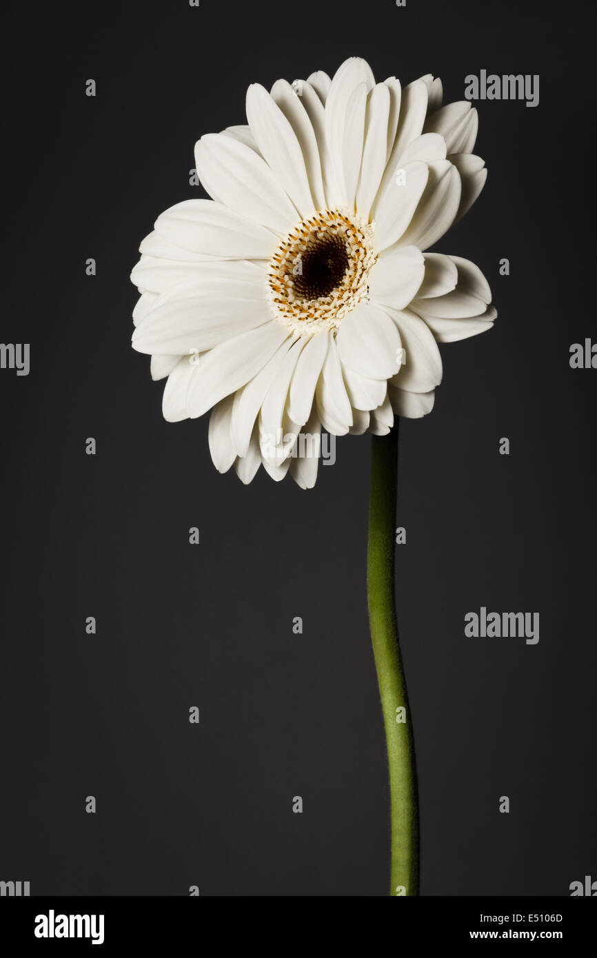 White gerber hi-res stock photography and images - Alamy