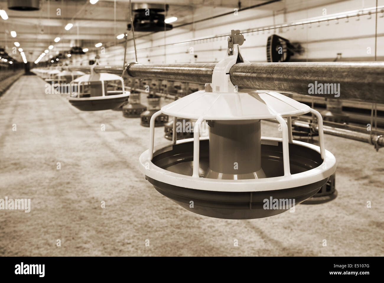 automated poultry farm Stock Photo - Alamy