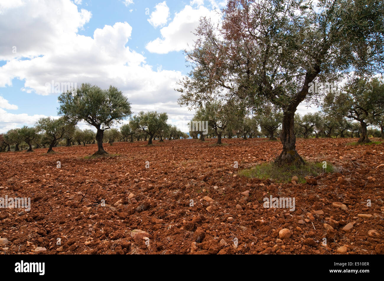 Picture of an olive field from spain Stock Photo - Alamy