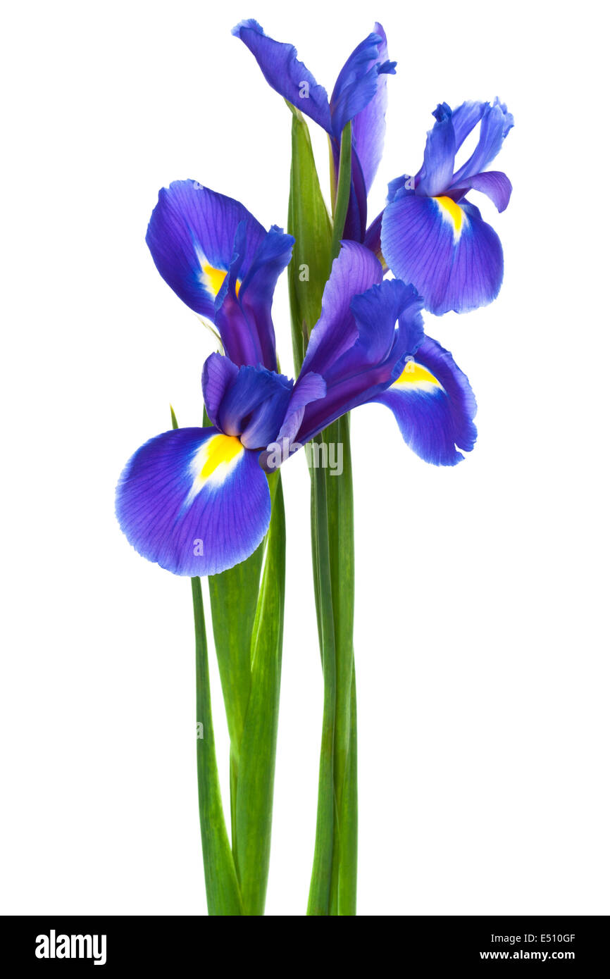 Two purple violet iris flower hi-res stock photography and images - Alamy