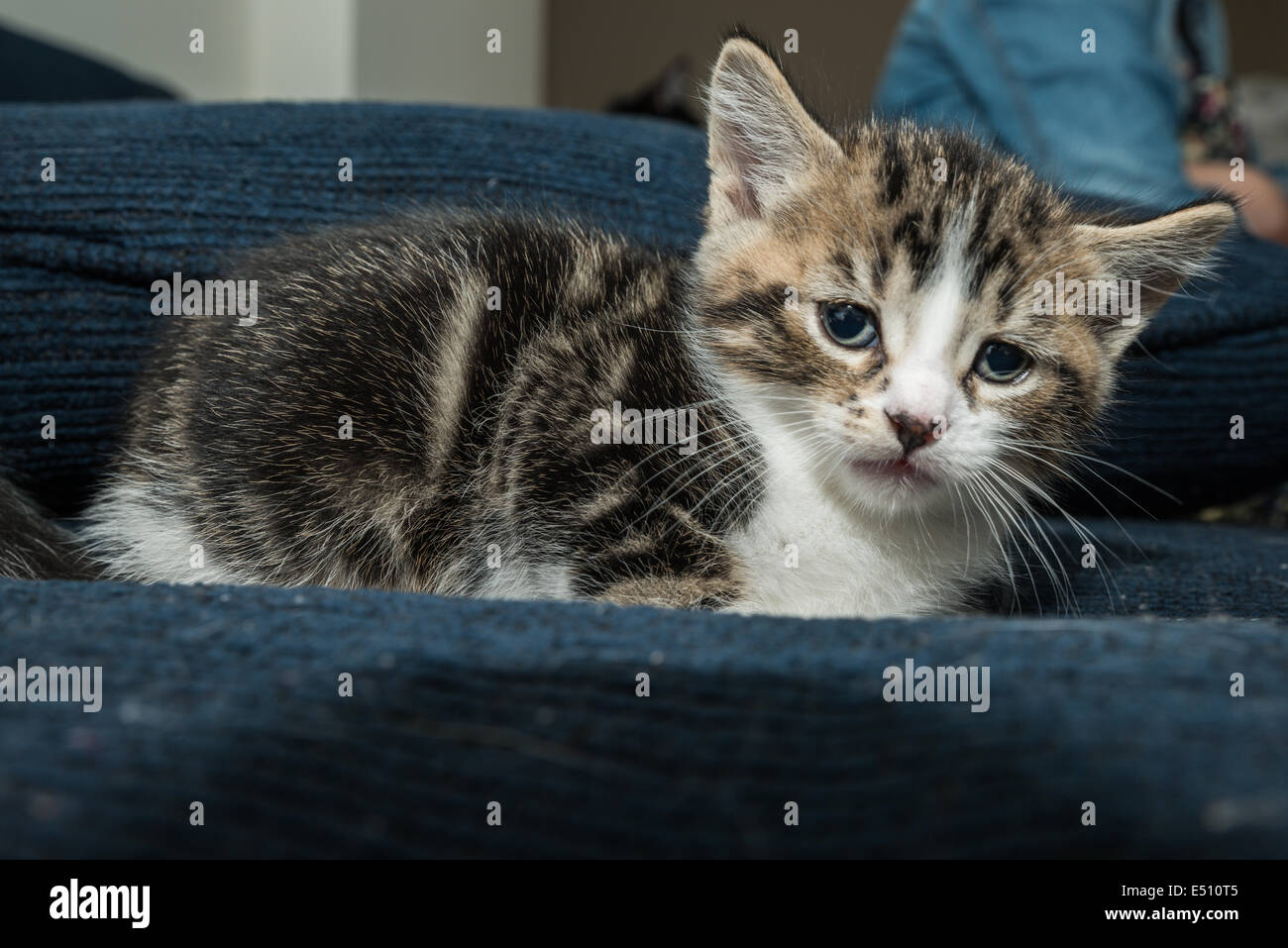 baby cat having fun Stock Photo - Alamy