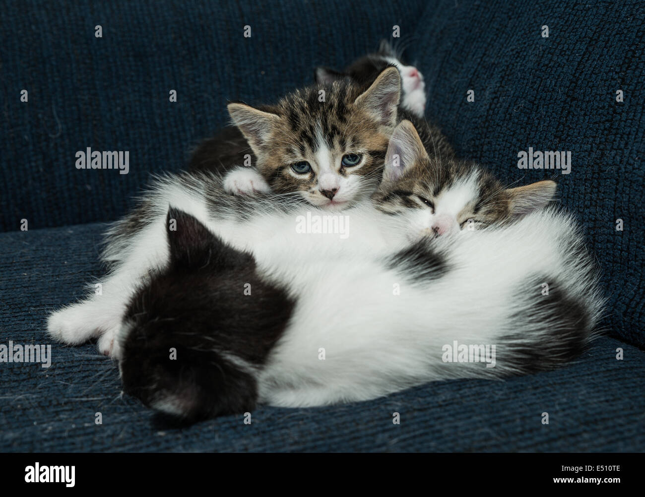 Many cats hi-res stock photography and images - Alamy