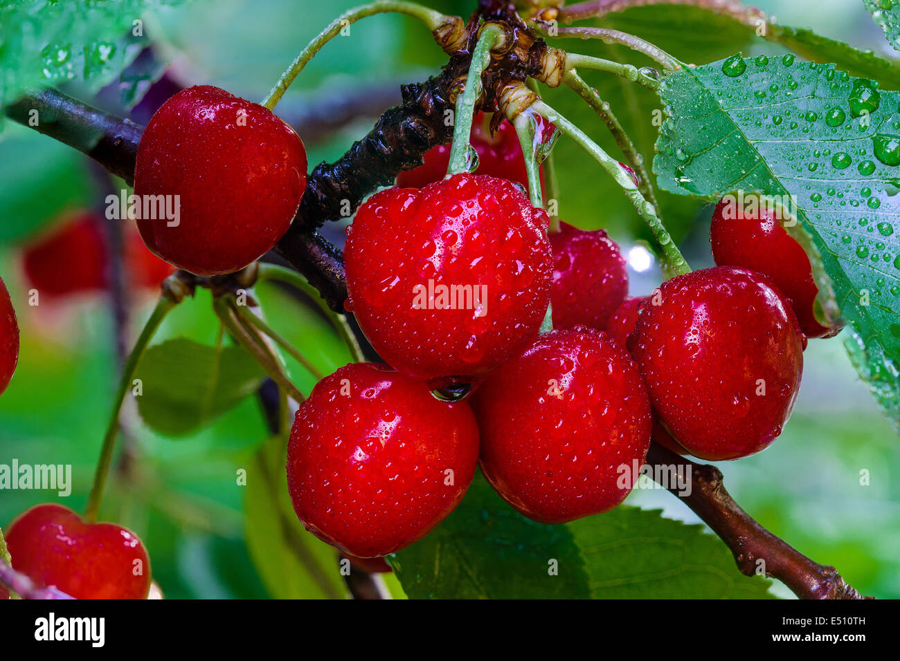 Cherry fruit garden hi-res stock photography and images - Alamy