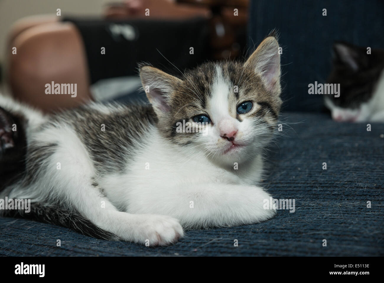 baby cat having fun Stock Photo - Alamy