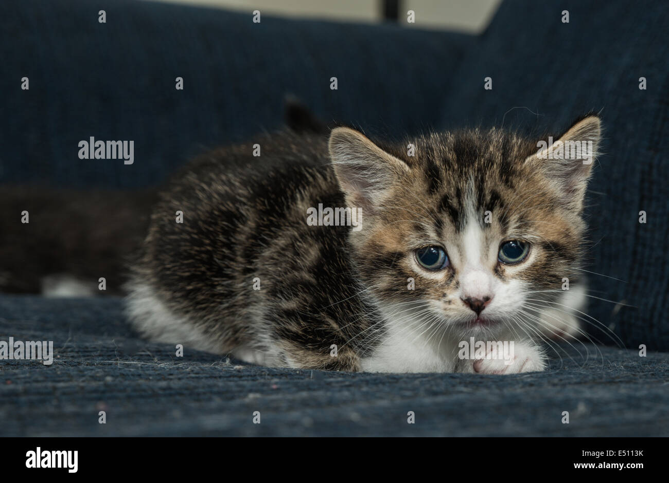 baby cat having fun Stock Photo - Alamy