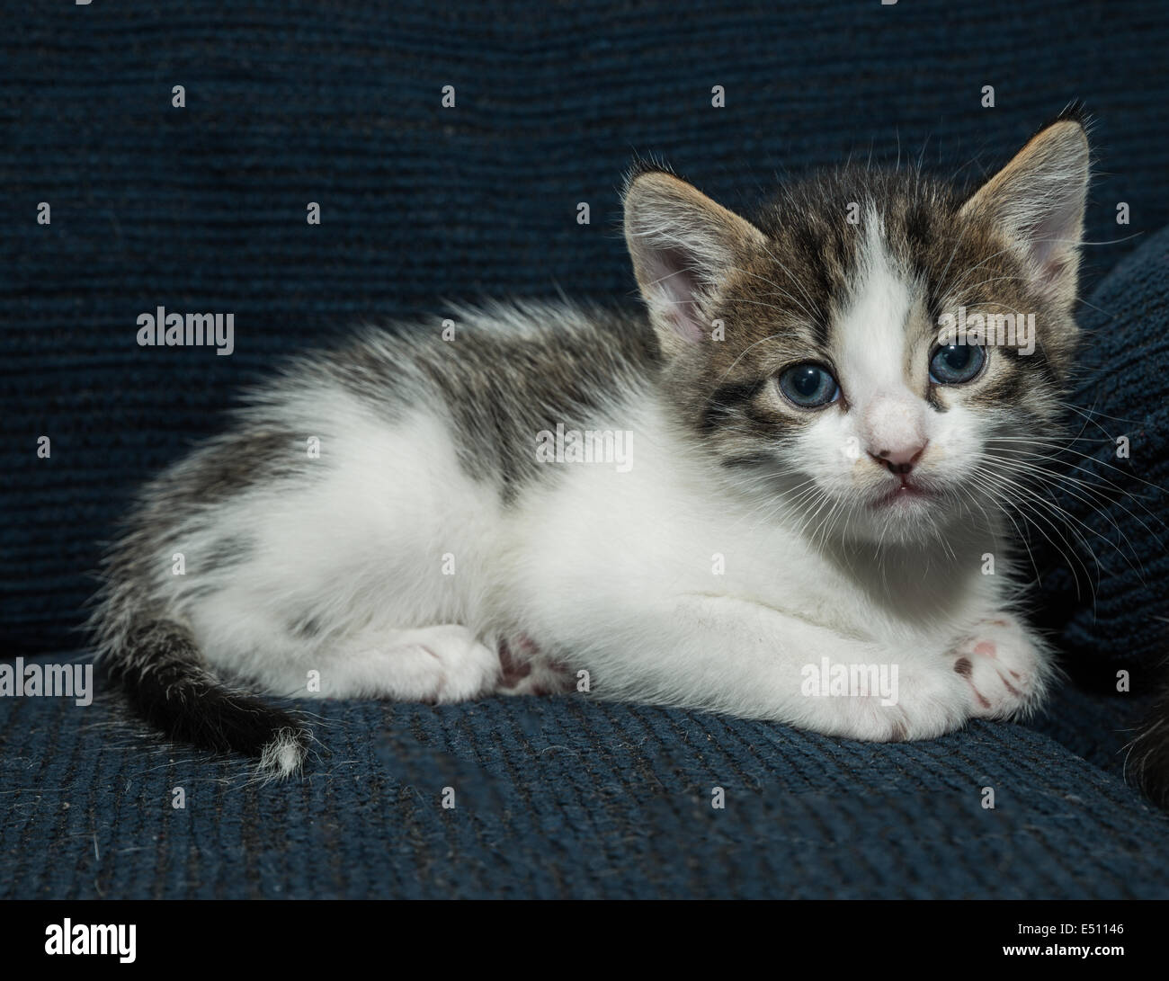baby cat having fun Stock Photo - Alamy